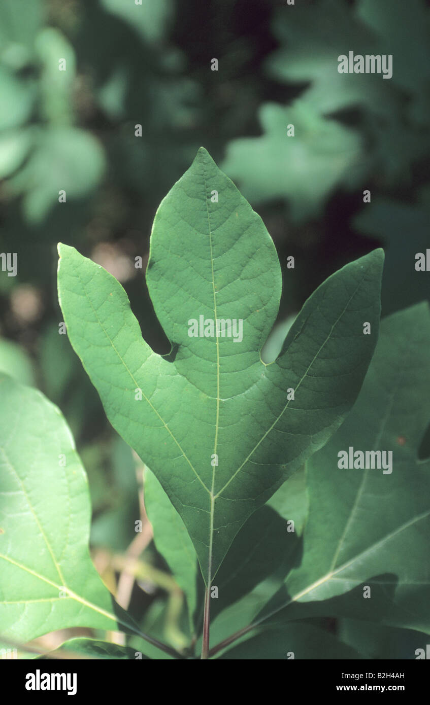 Sassafras Albidum Tea