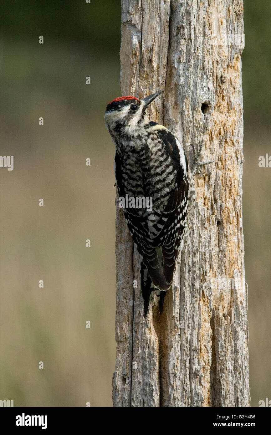 Yellow Bellied Sapsucker Flying