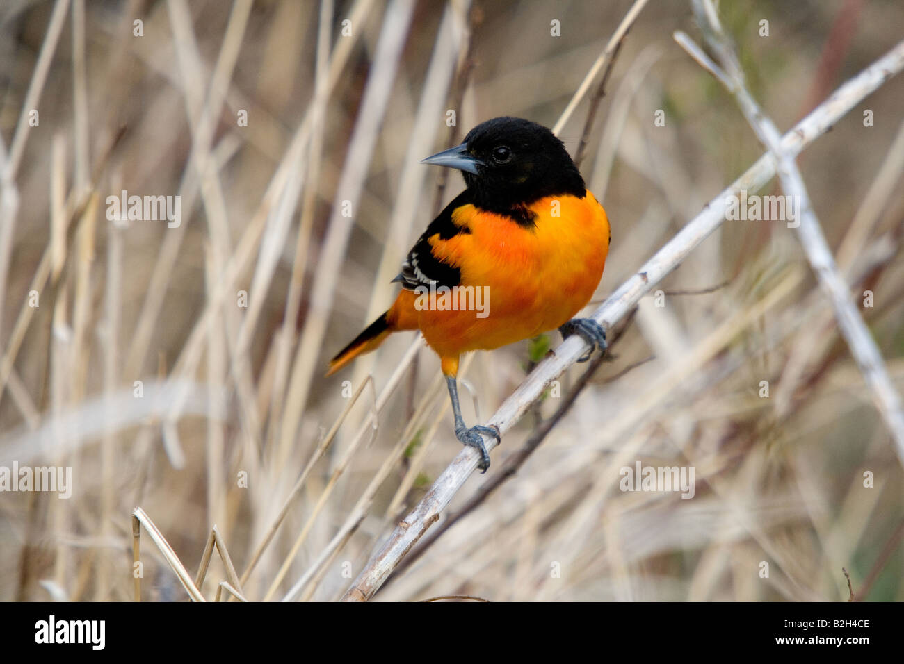 Male Baltimore oriole Stock Photo - Alamy