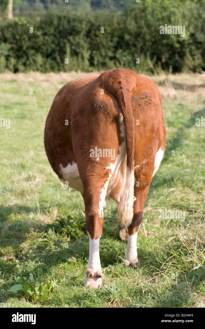 A cow from the rear Stock Photo - Alamy