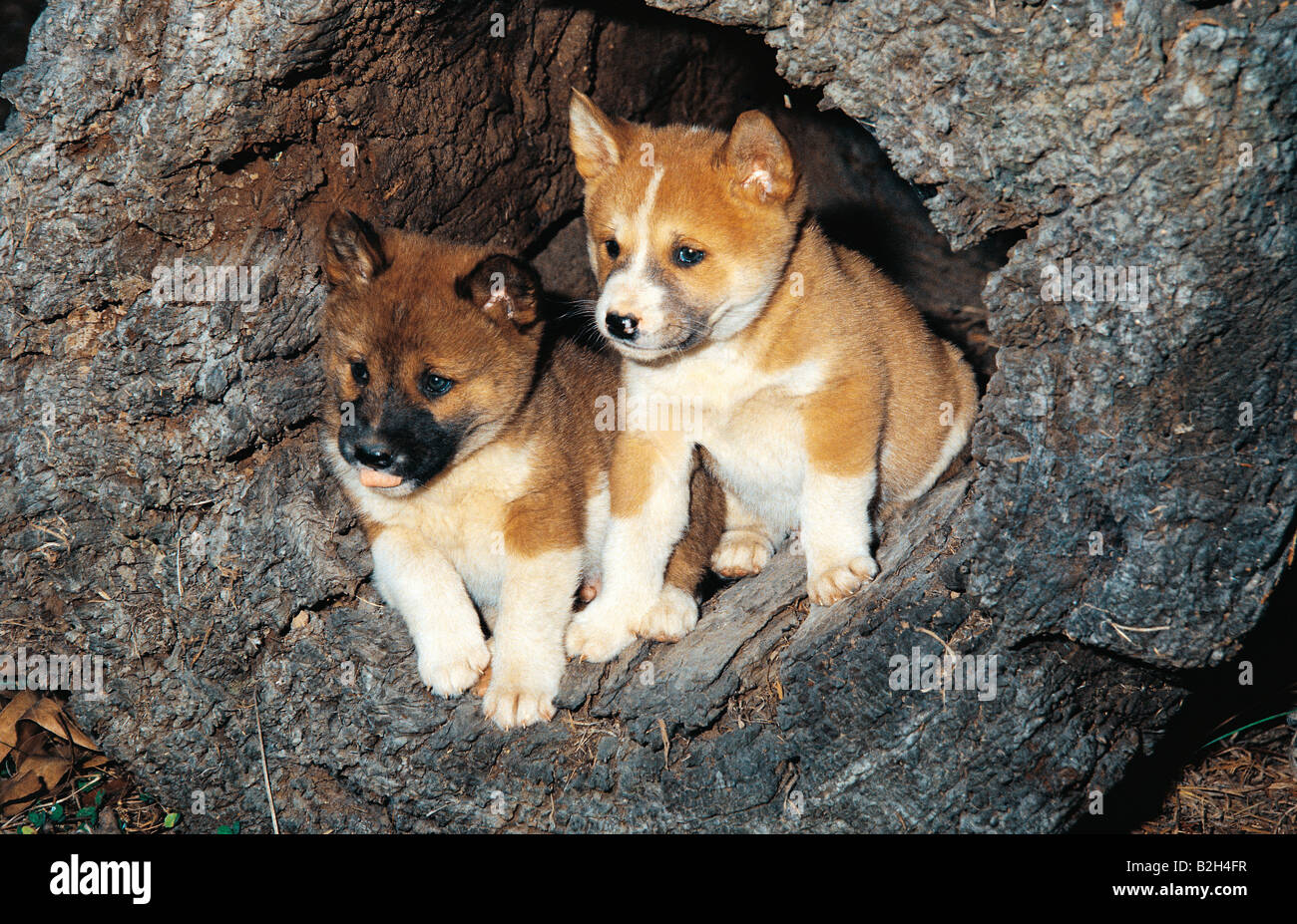 Front view of two Dingo puppies sitting in hollow log. Australia Stock ...