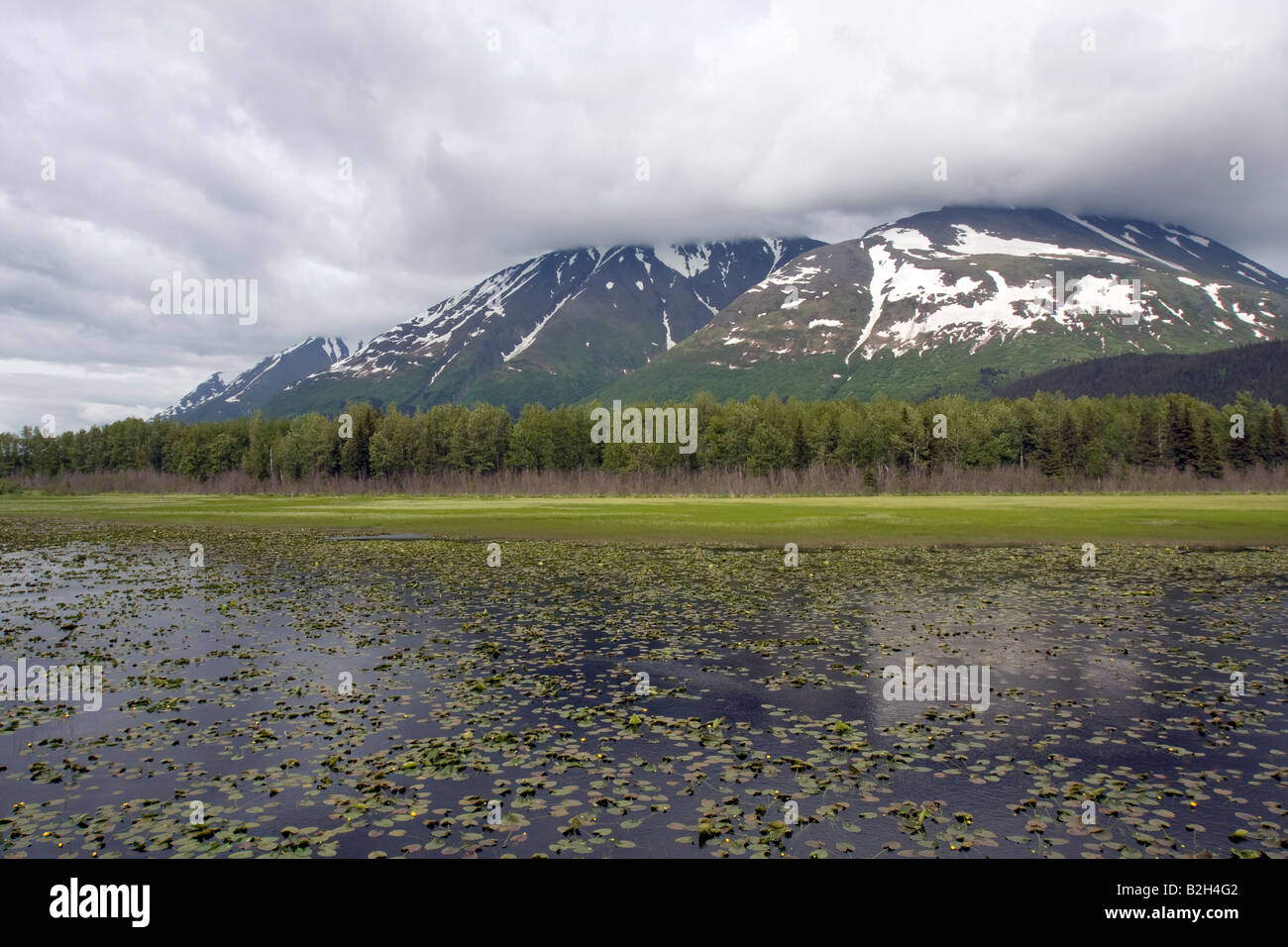 Pond with water plants and mountain in the background, in Alaska Stock ...
