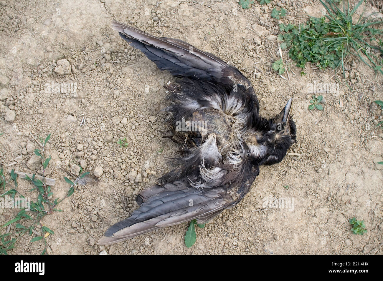 A dead crow in a field Stock Photo - Alamy