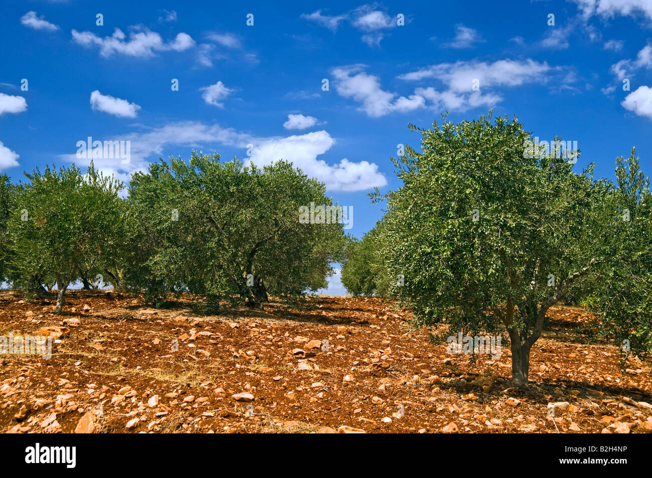 anciant olive grove in the Galilee Israel Stock Photo - Alamy
