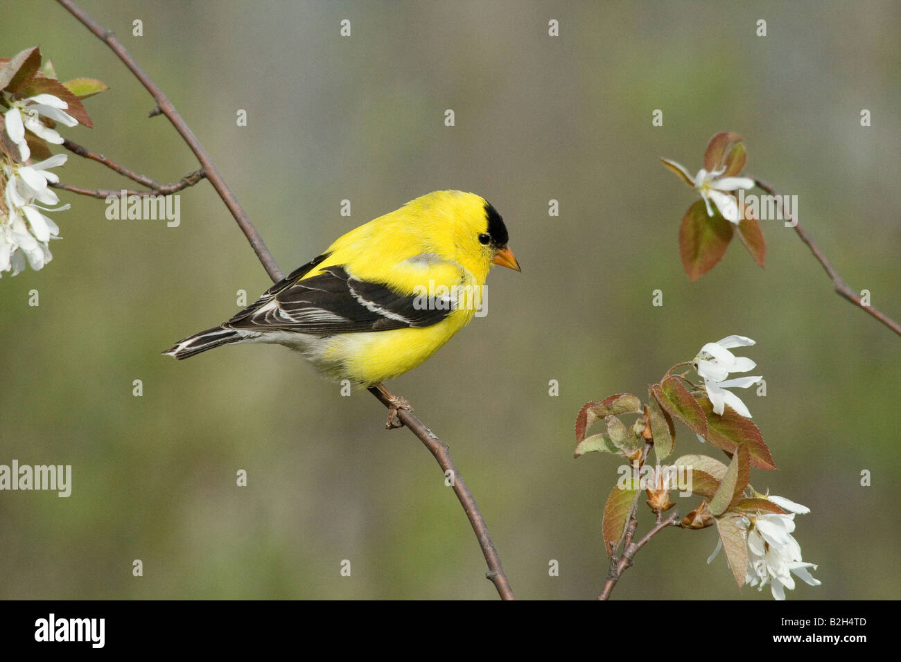 American goldfinch male Stock Photo - Alamy