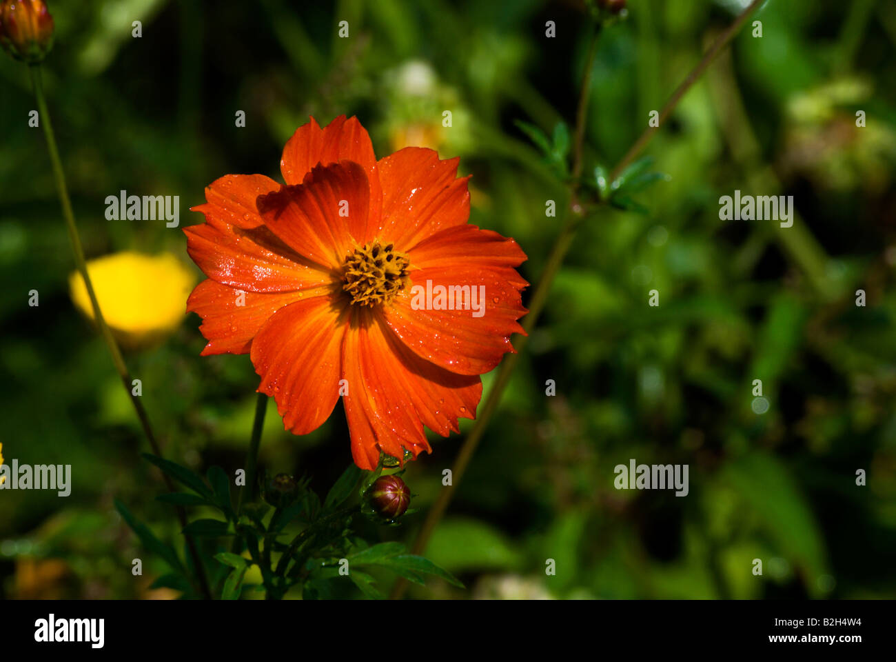Calendula officinalis L in bloom at the botanical gardens; also known ...
