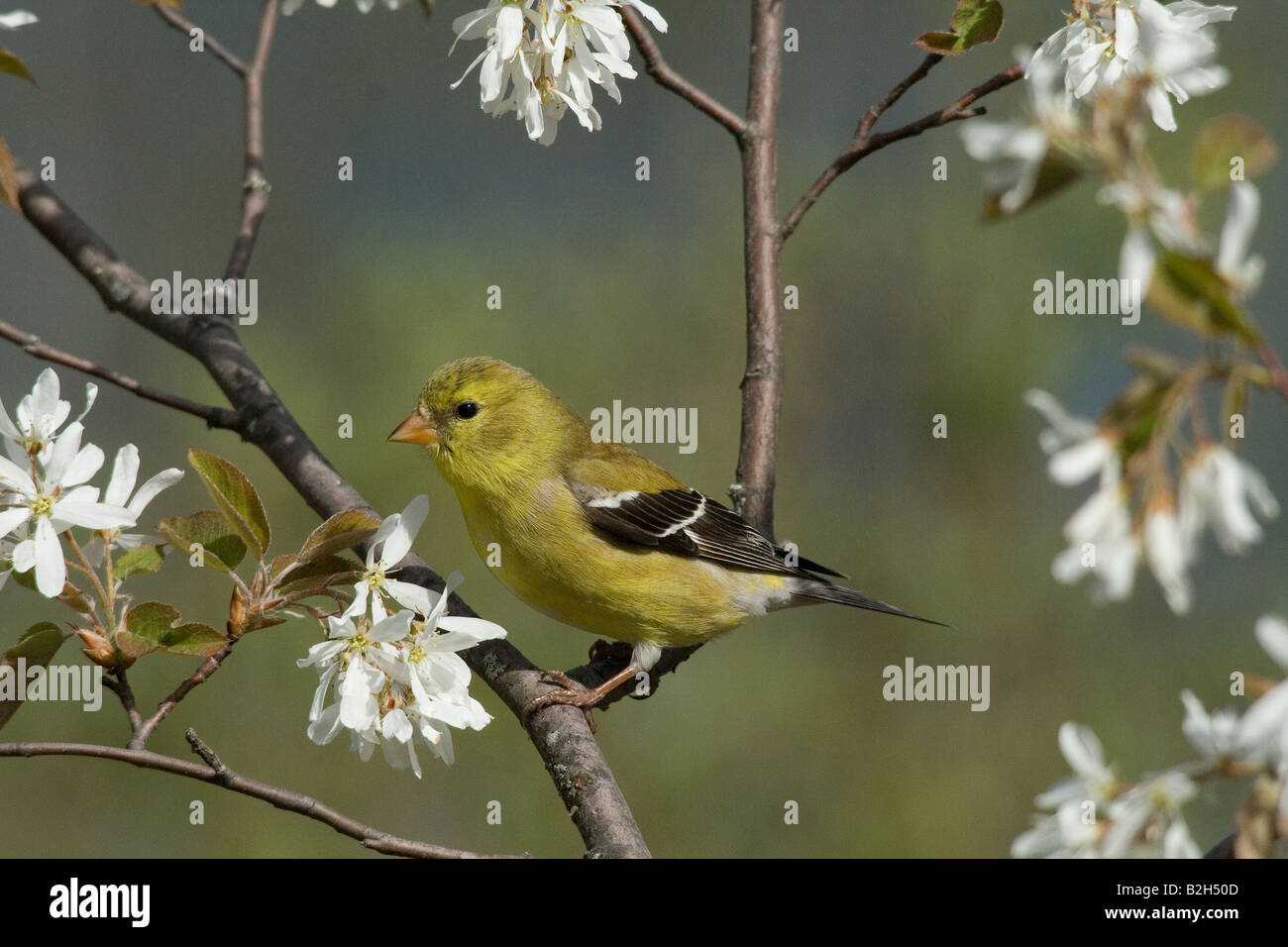 Female American goldfinch Stock Photo - Alamy