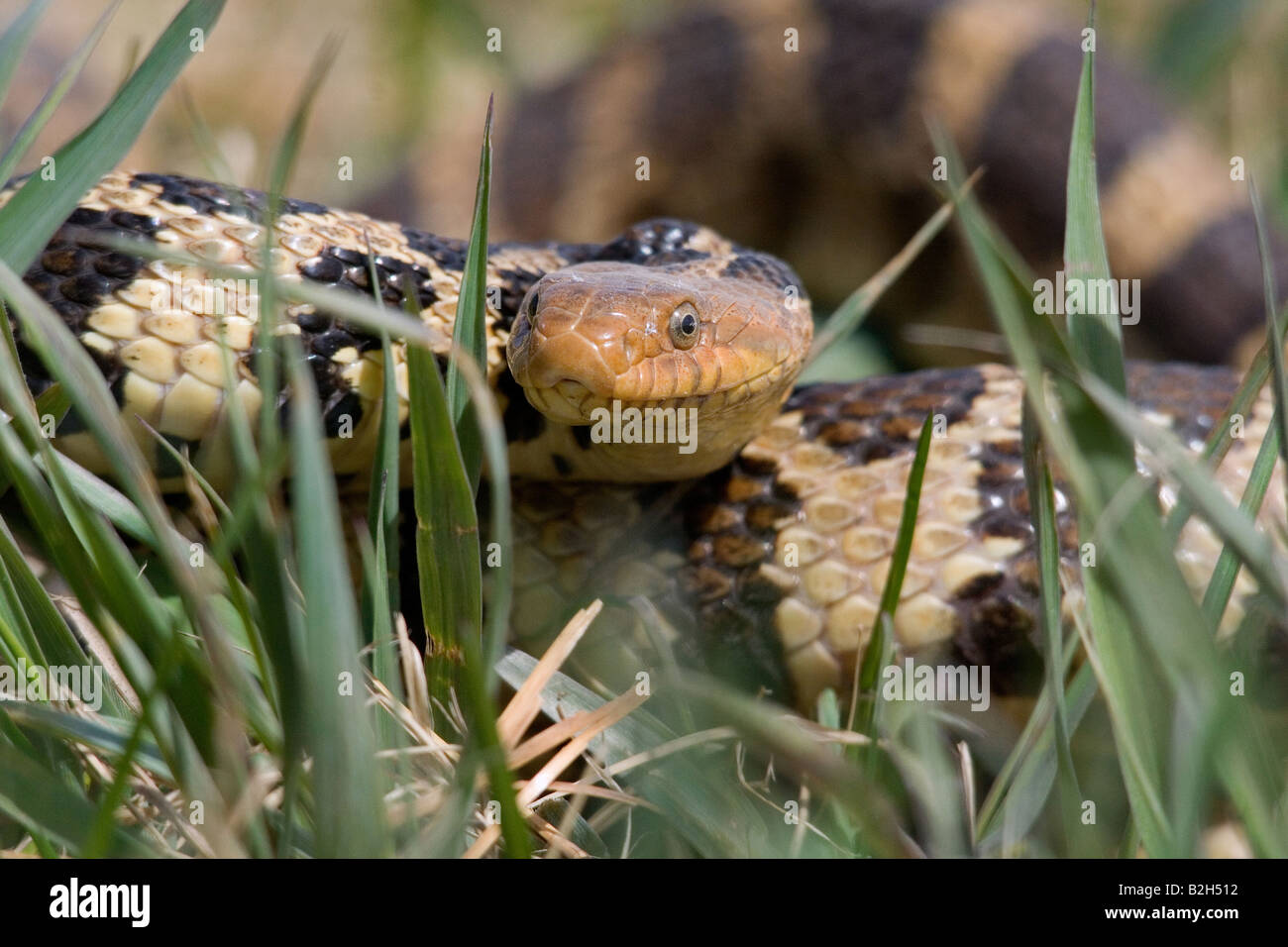 Western fox snake Stock Photo - Alamy