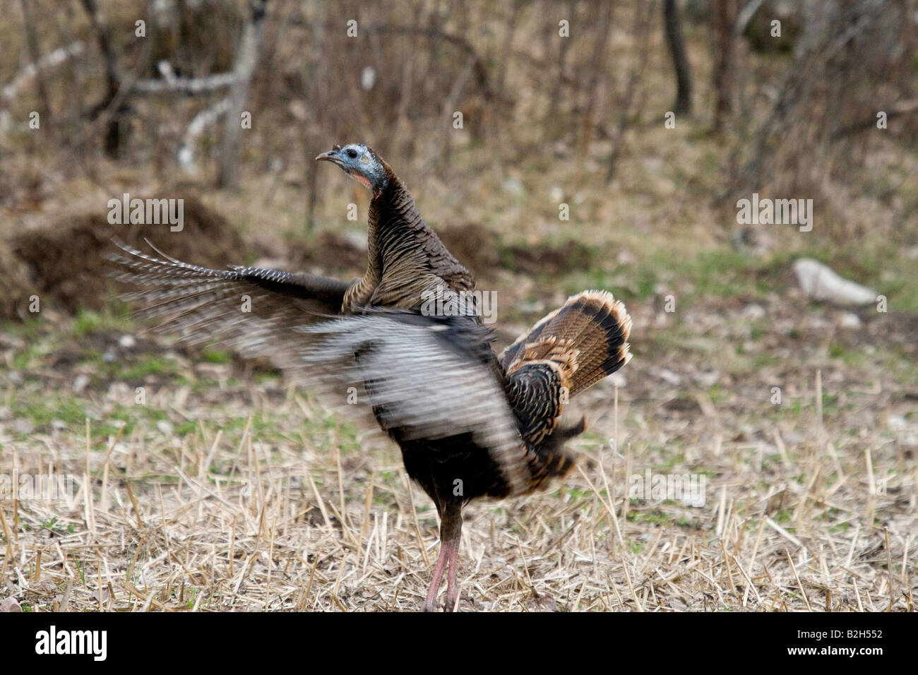 Female Wild Turkey With Young High Resolution Stock Photography and ...