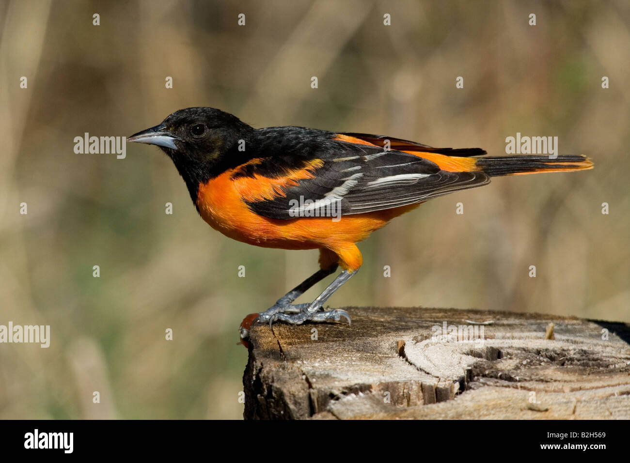 Male Baltimore oriole Stock Photo - Alamy