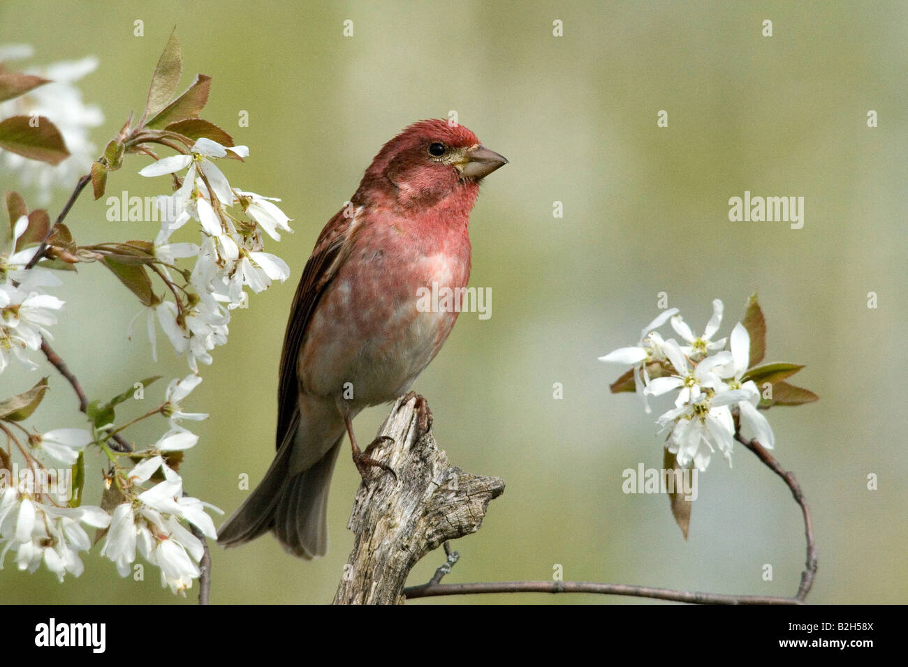 Purple finch male Stock Photo - Alamy