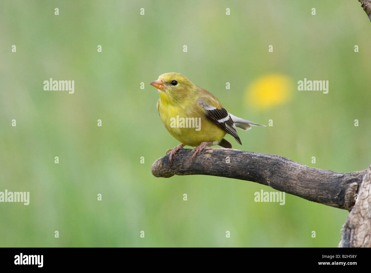 Female American goldfinch Stock Photo - Alamy