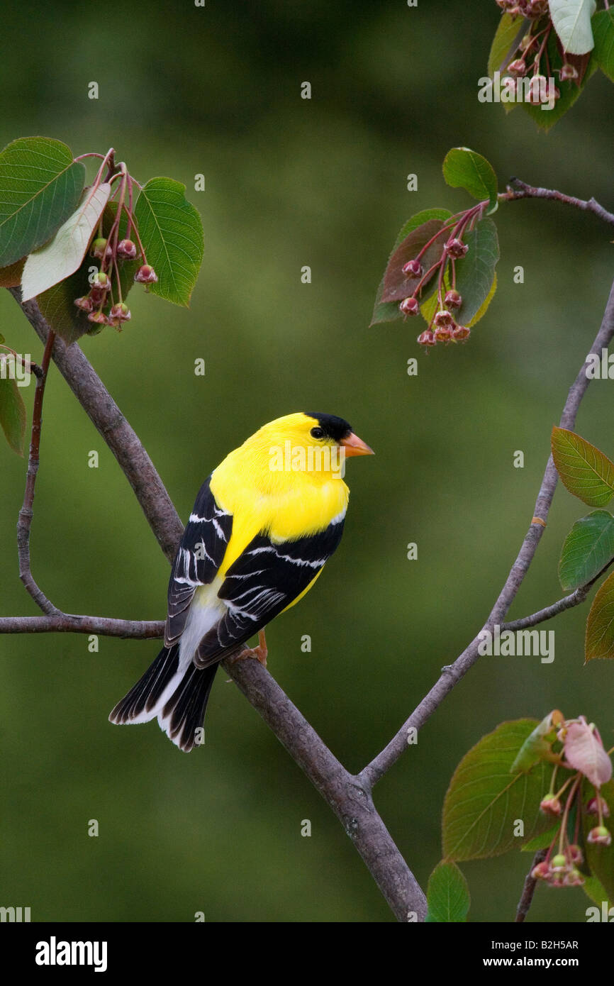 American goldfinch male Stock Photo - Alamy