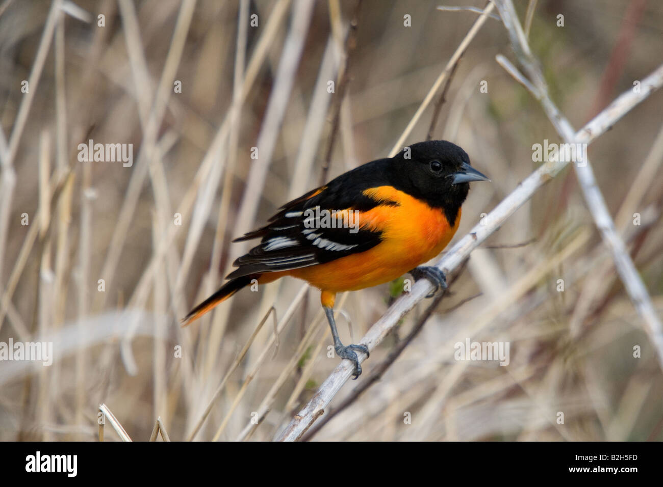 Male Baltimore oriole Stock Photo - Alamy