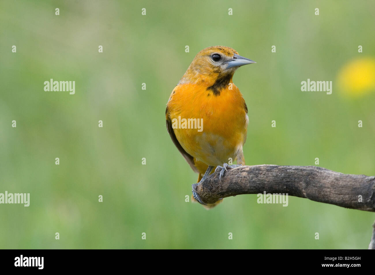 Baltimore oriole female Stock Photo - Alamy