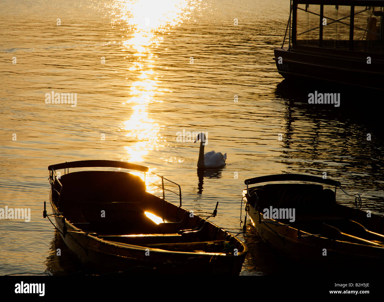 Silhouetted swan and rowing boats at sunset, on Lake Windermere at ...
