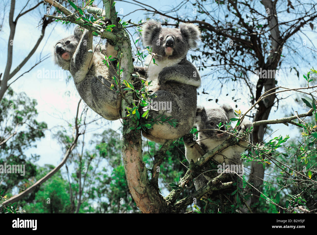 Three Koalas sitting on branch. Australia Stock Photo - Alamy