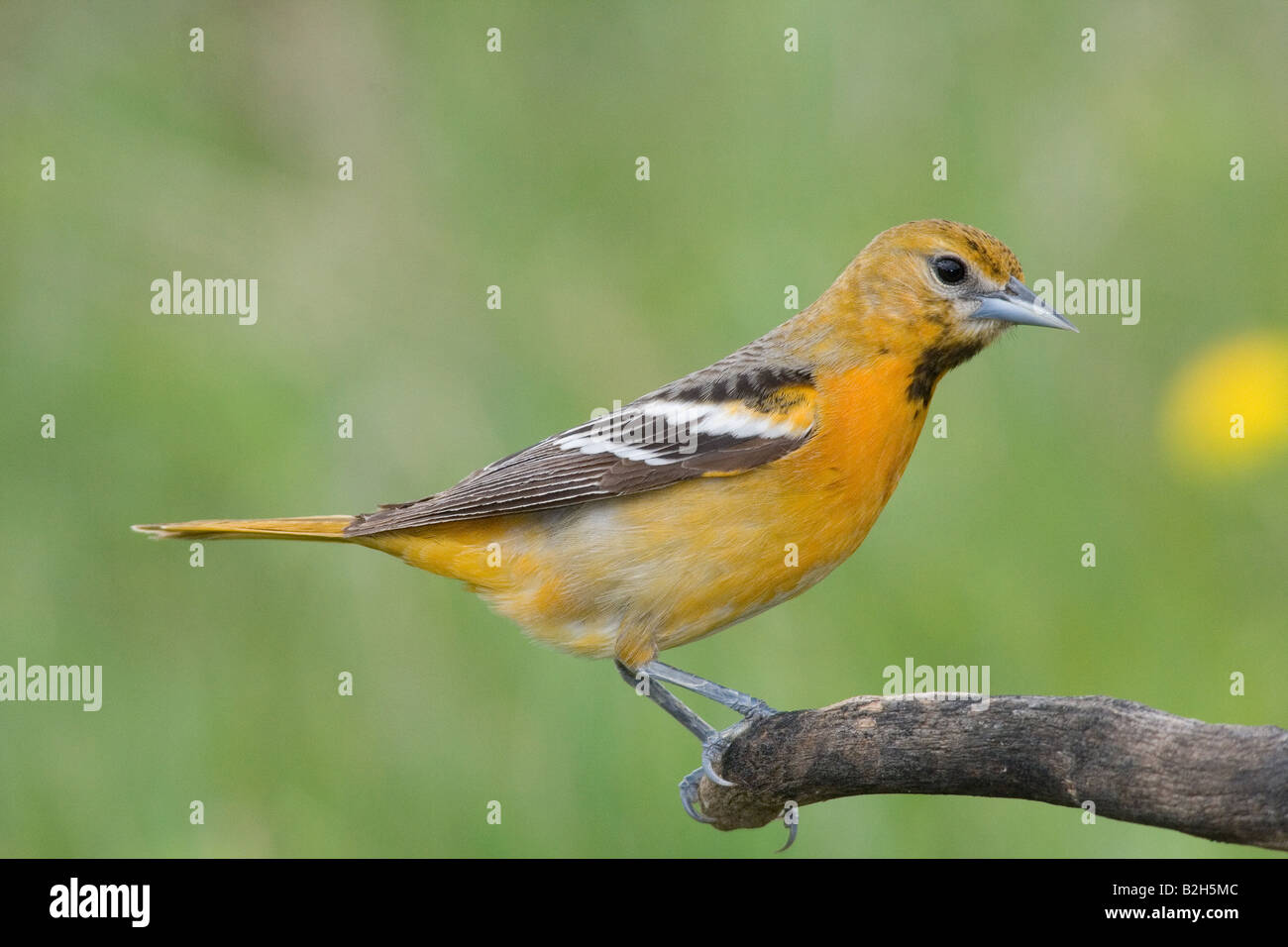 Female northern oriole hi-res stock photography and images - Alamy