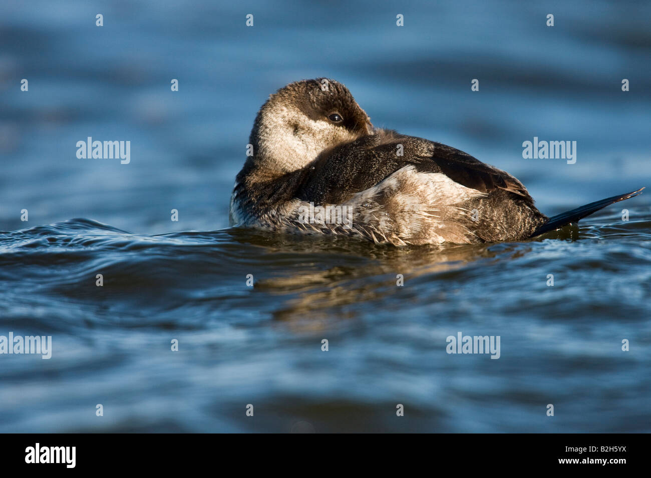 Oxyura jamaicensis hi-res stock photography and images - Alamy
