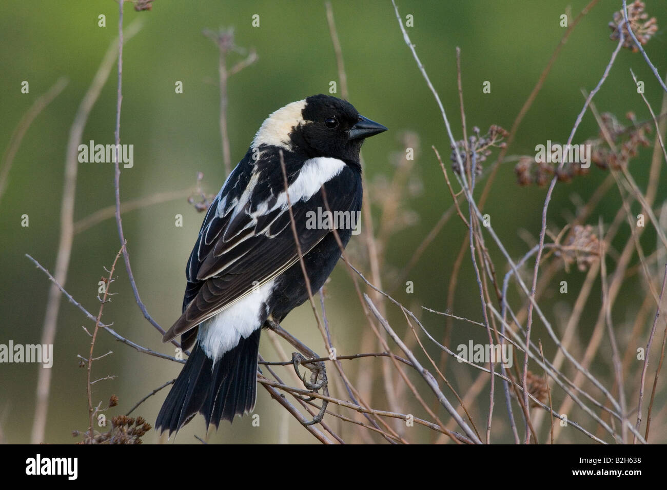 Bobolink hi-res stock photography and images - Alamy