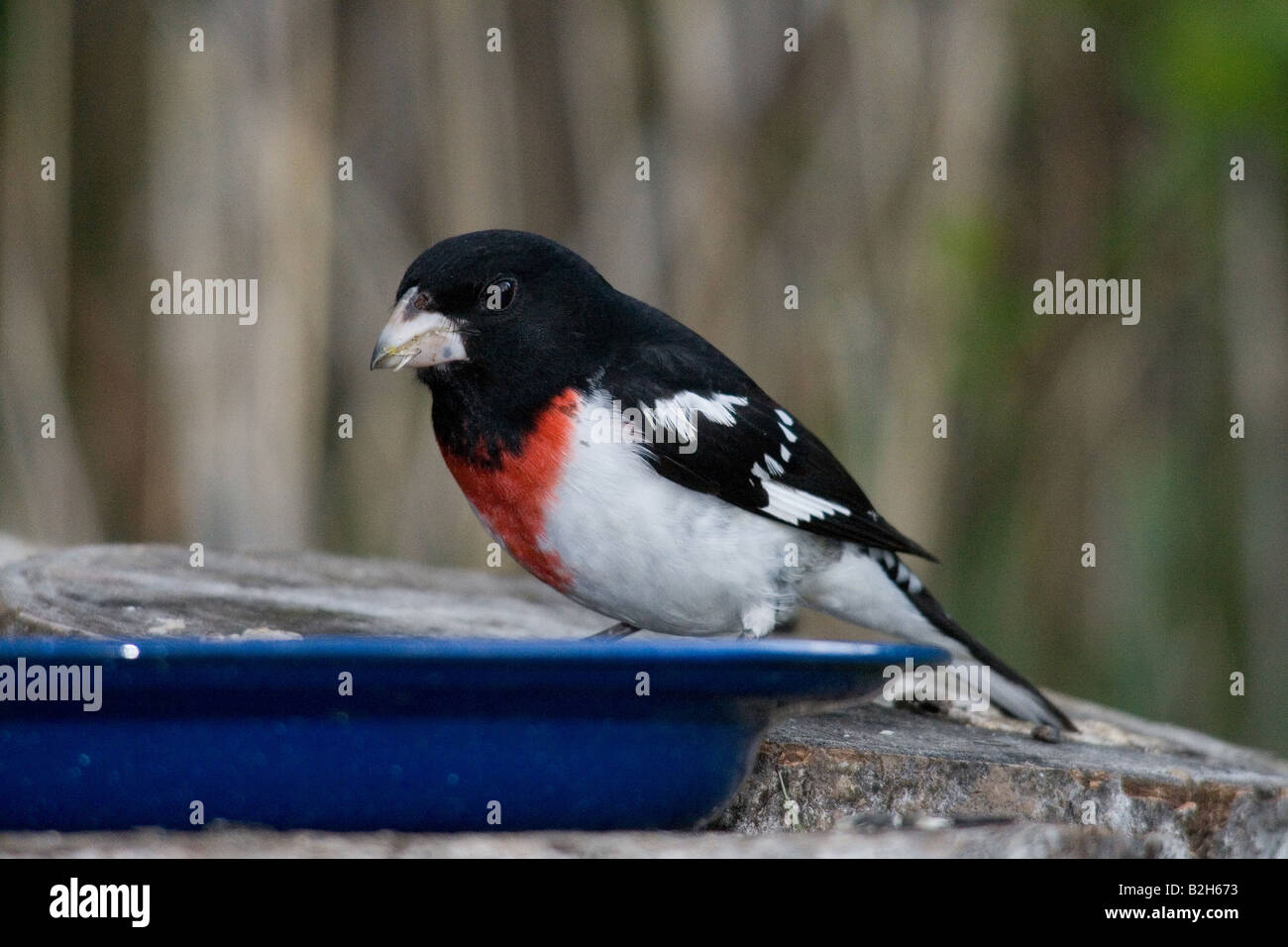 Male rose breasted grosbeak Stock Photo - Alamy