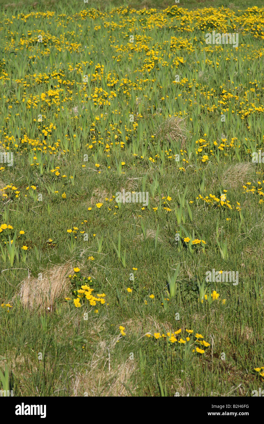 MARSH MARIGOLDS FLOWERING IN DAMP MEADOW ORKNEY Stock Photo - Alamy