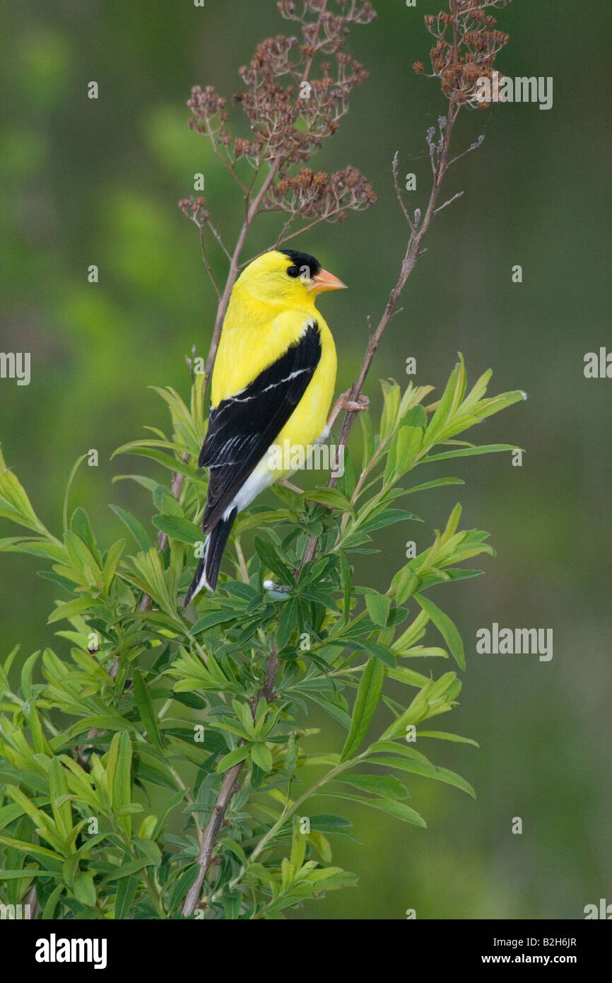 American goldfinch male Stock Photo - Alamy