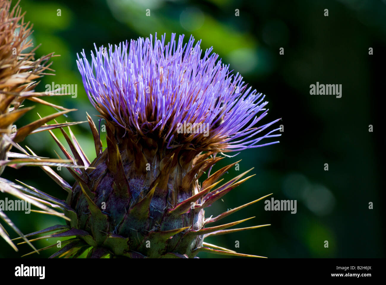 Cynara botanical High Resolution Stock Photography and Images - Alamy