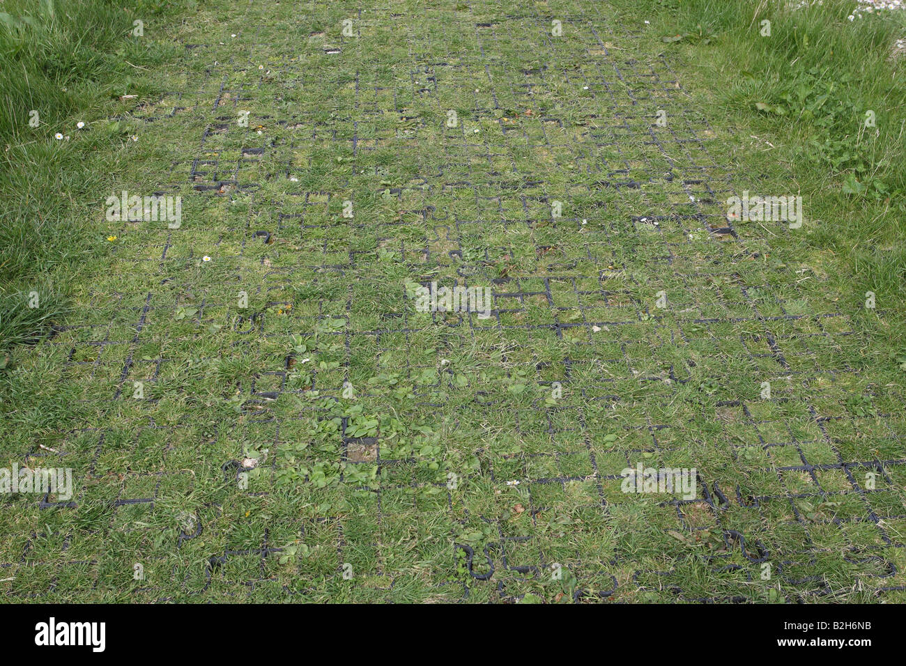 Grass cells hi-res stock photography and images - Alamy