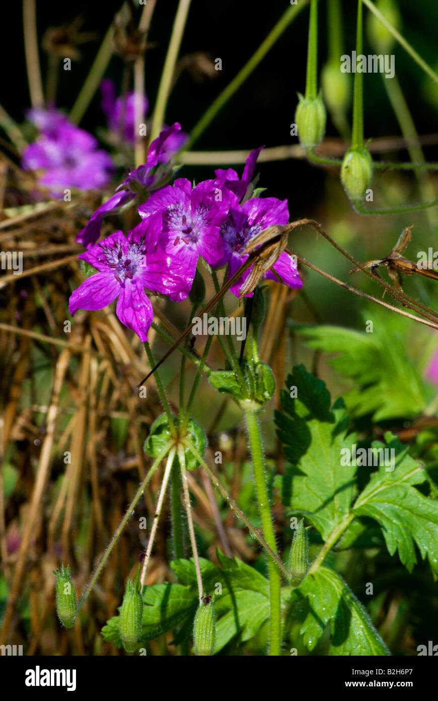 Geranium family hi-res stock photography and images - Alamy