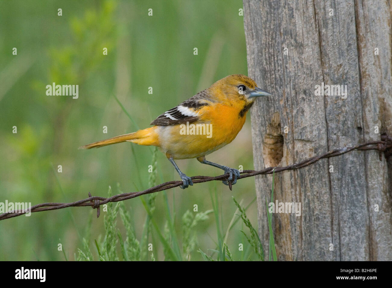 Female northern oriole hi-res stock photography and images - Alamy