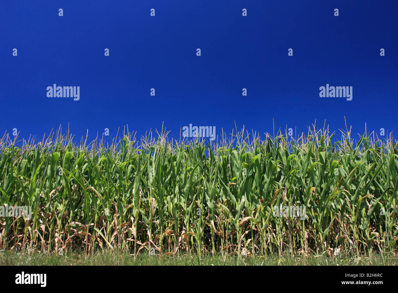 Maize corn field set against a wonderful blue sky not a cloud in sight ...