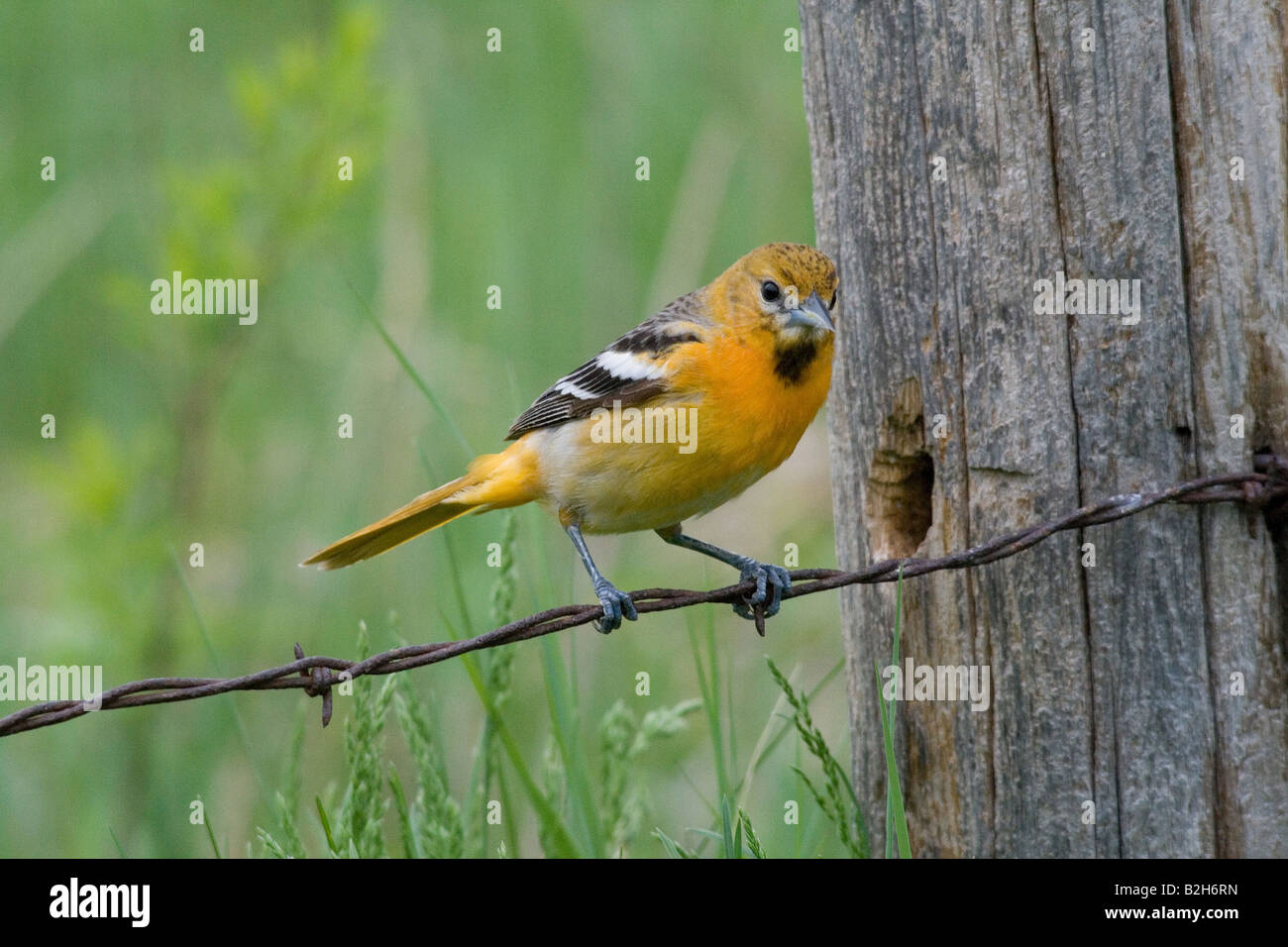 Female northern oriole hi-res stock photography and images - Alamy