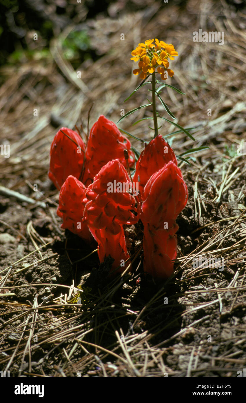 Plant sarcodes sanguinea hi-res stock photography and images - Alamy