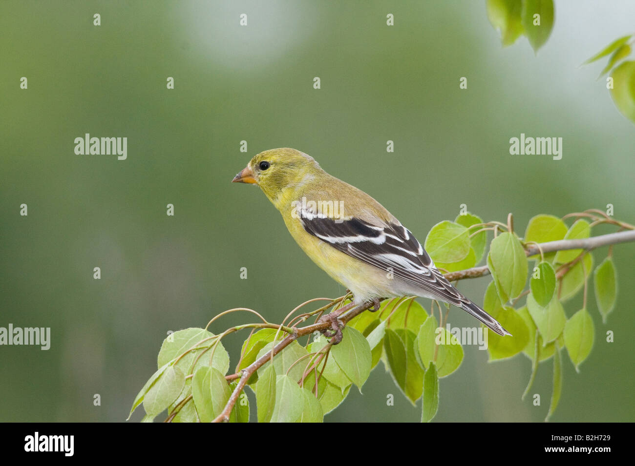 Female American goldfinch Stock Photo - Alamy