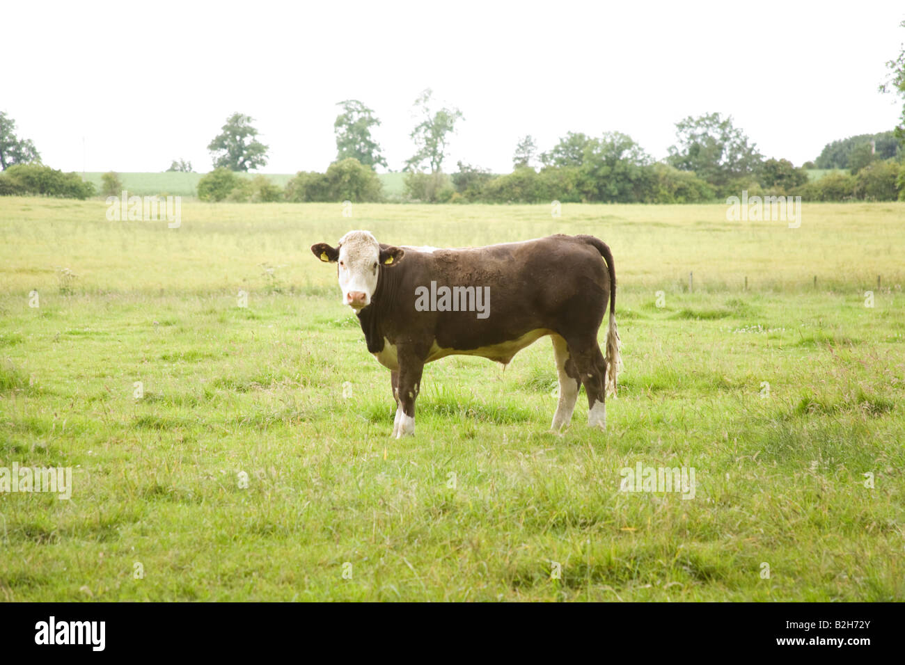 Cattle farming england hi-res stock photography and images - Alamy