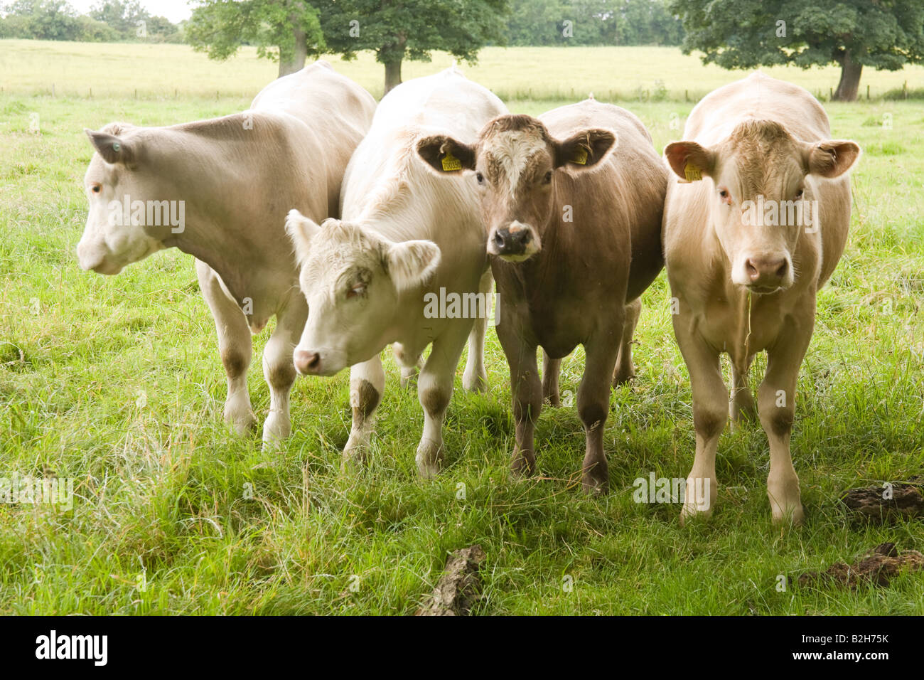 Glanton northumberland hi-res stock photography and images - Alamy