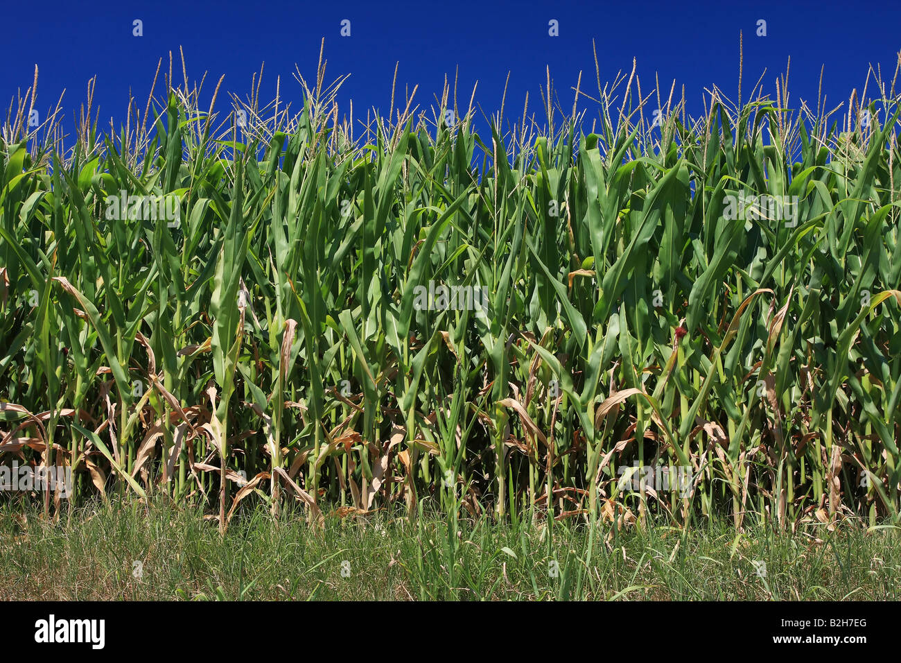 Maize corn field set against a wonderful blue sky not a cloud in sight ...