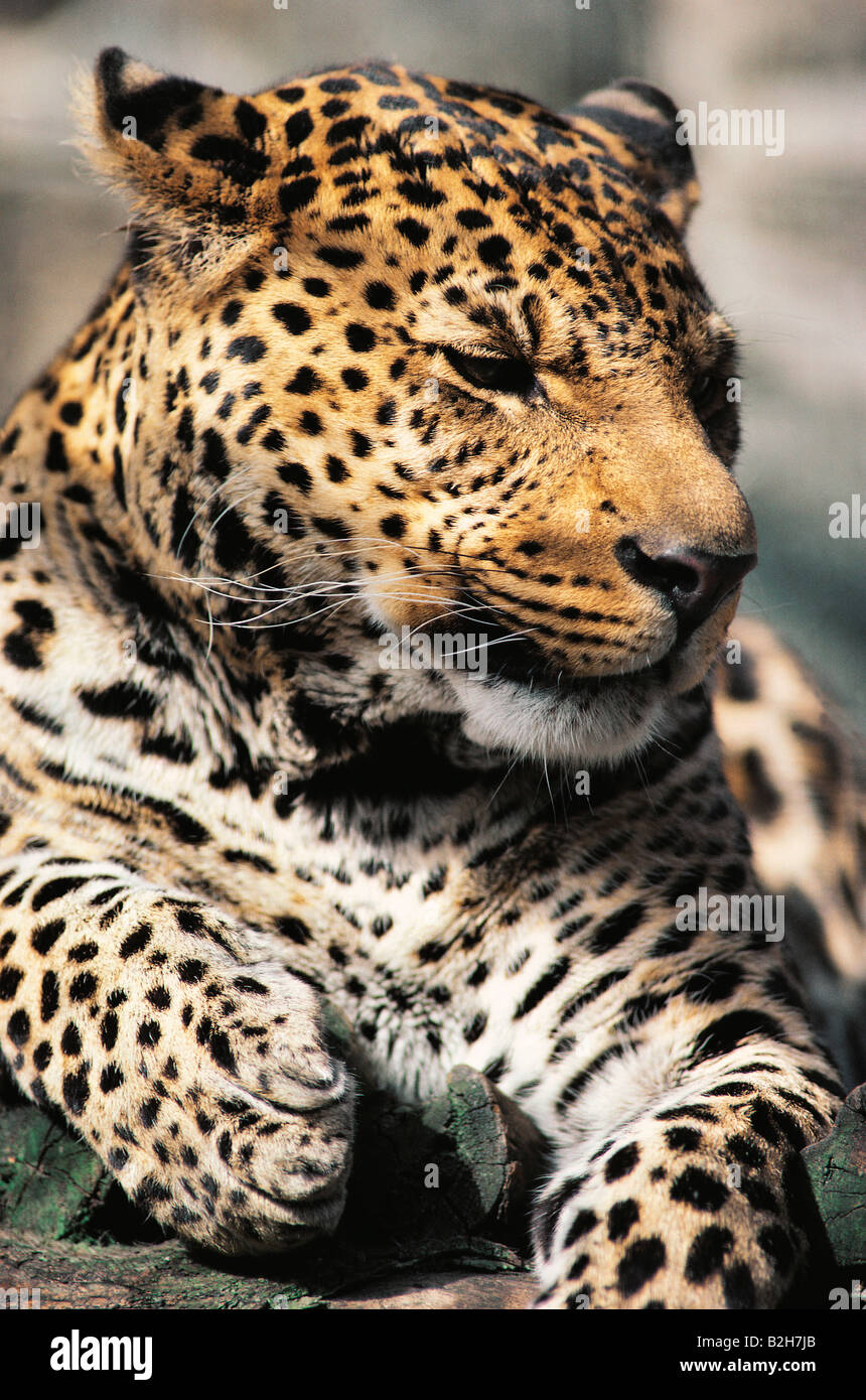 Outdoor close-up of a Leopard resting Stock Photo - Alamy