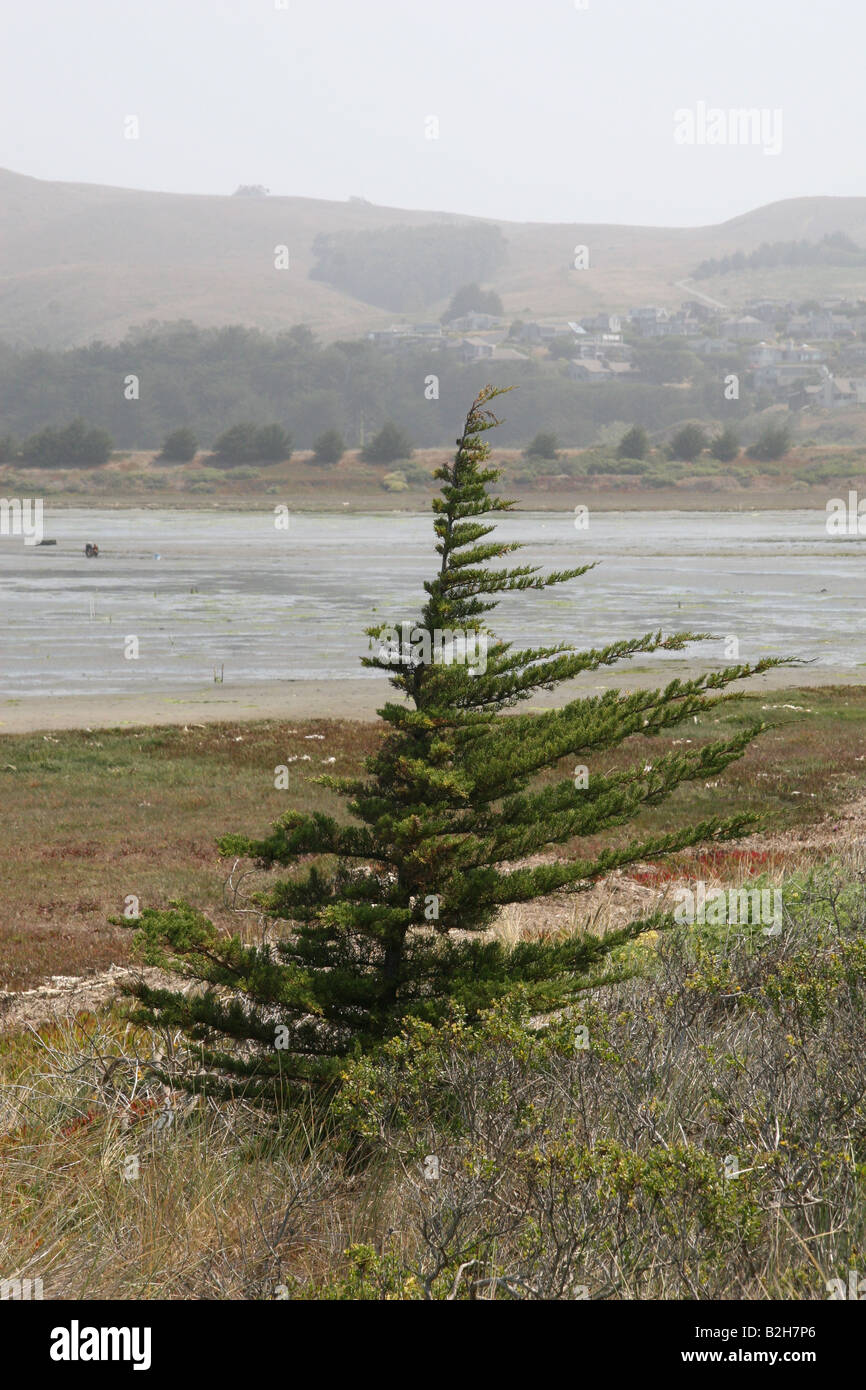 Windswept pine tree at Bodega Bay, California Stock Photo - Alamy