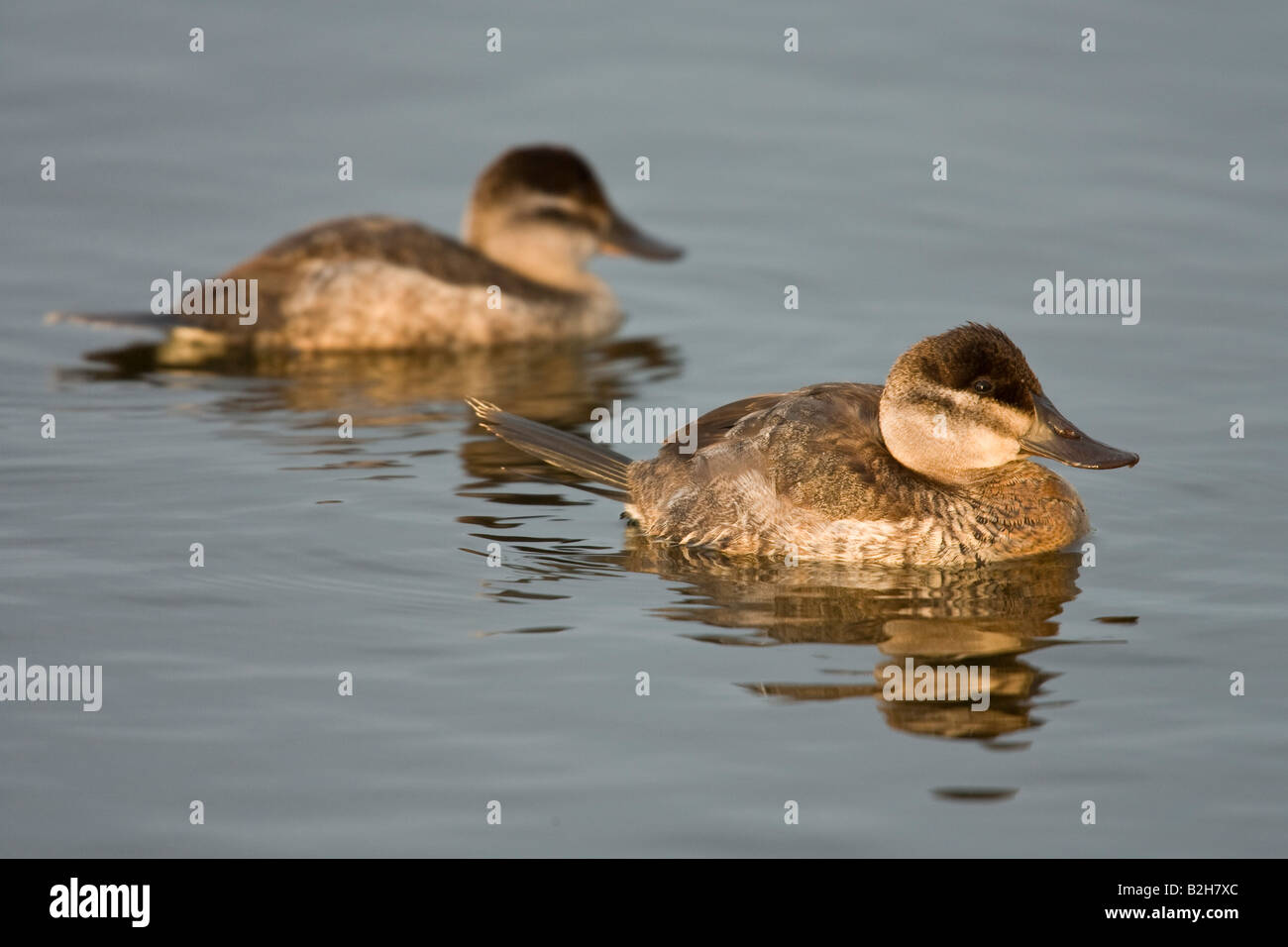 Oxyura jamaicensis hi-res stock photography and images - Alamy