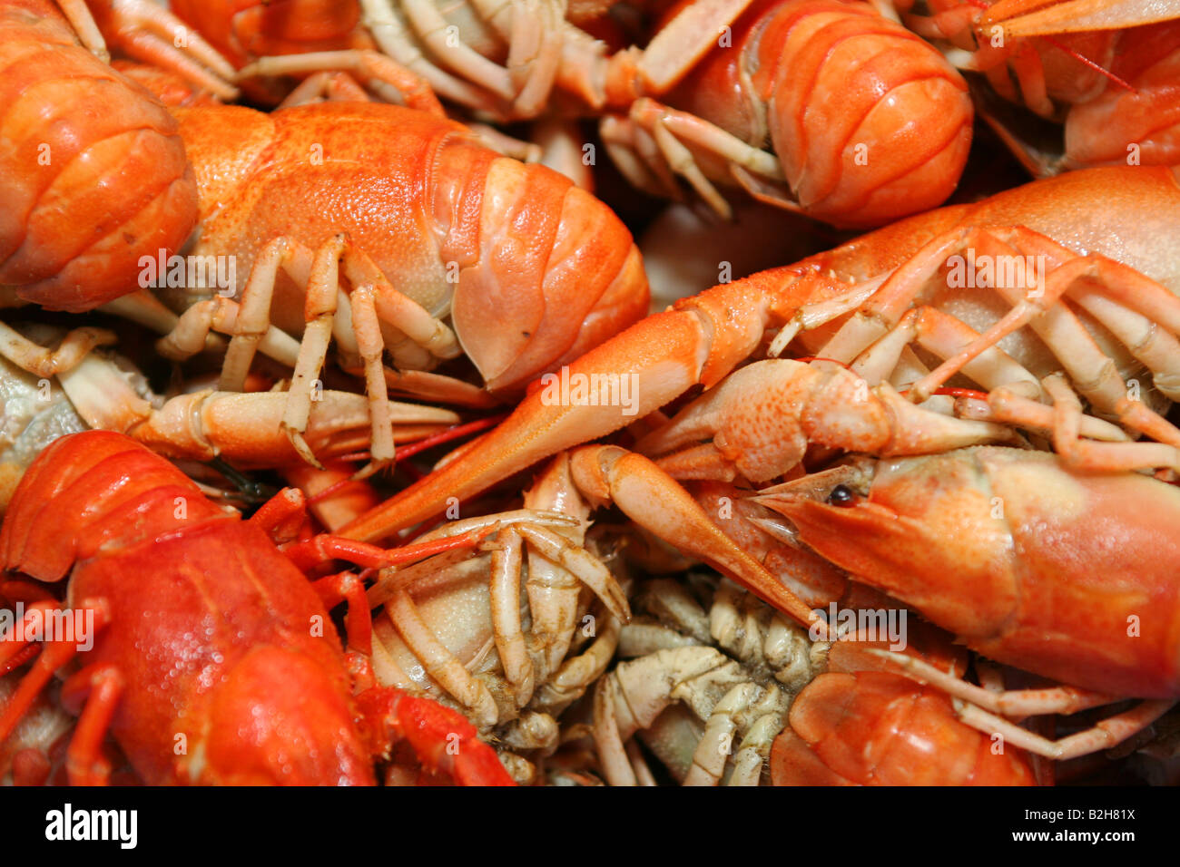 Background of many crawfish Stock Photo - Alamy