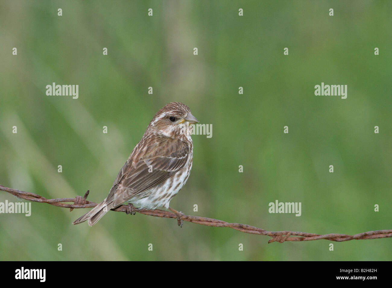 Red Breasted Finch High Resolution Stock Photography and Images - Alamy
