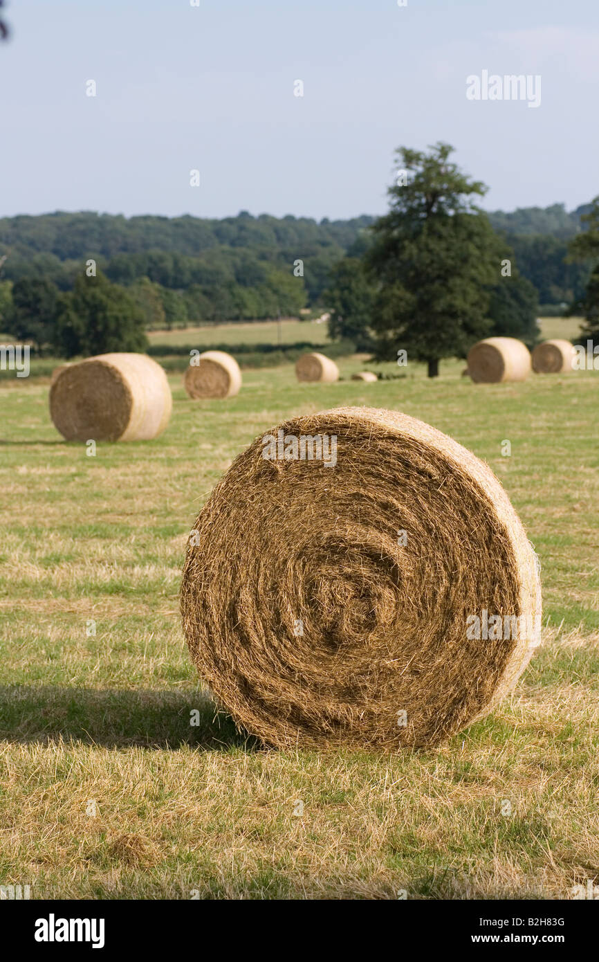 A round hay bail in a field in England Stock Photo - Alamy