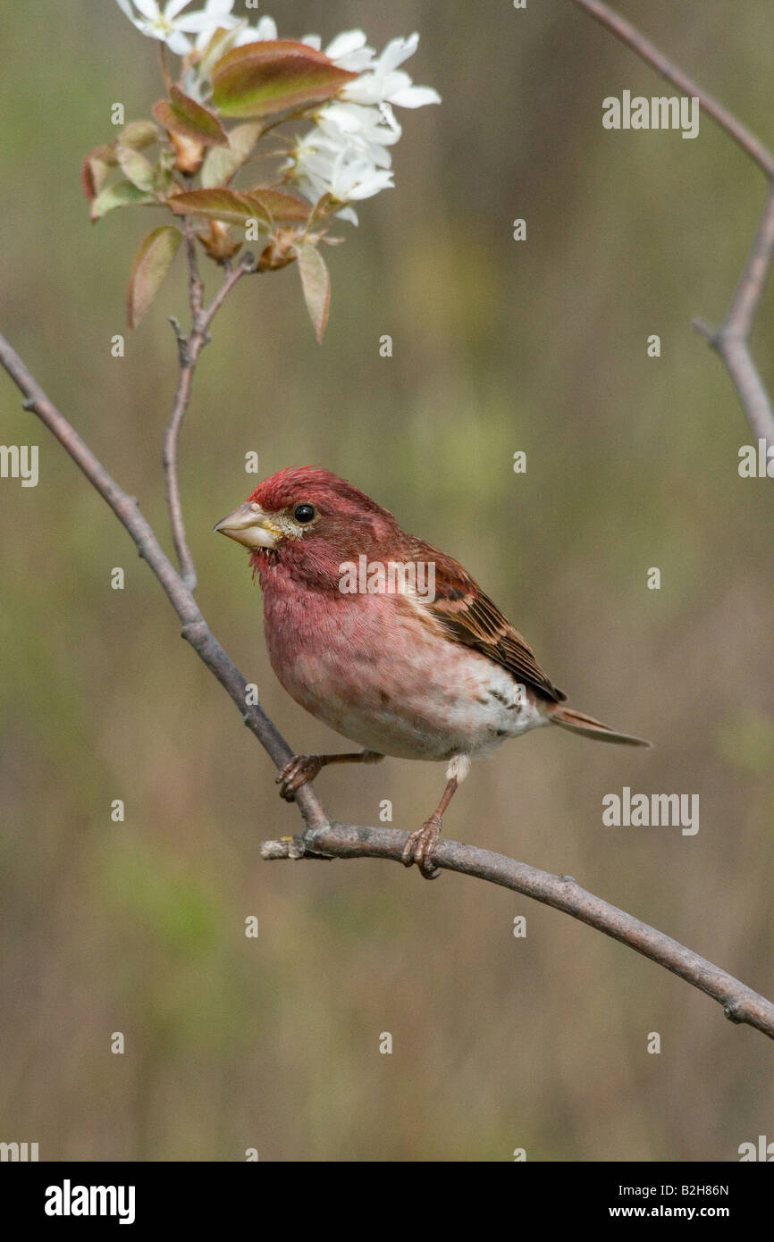 Purple finch male Stock Photo - Alamy