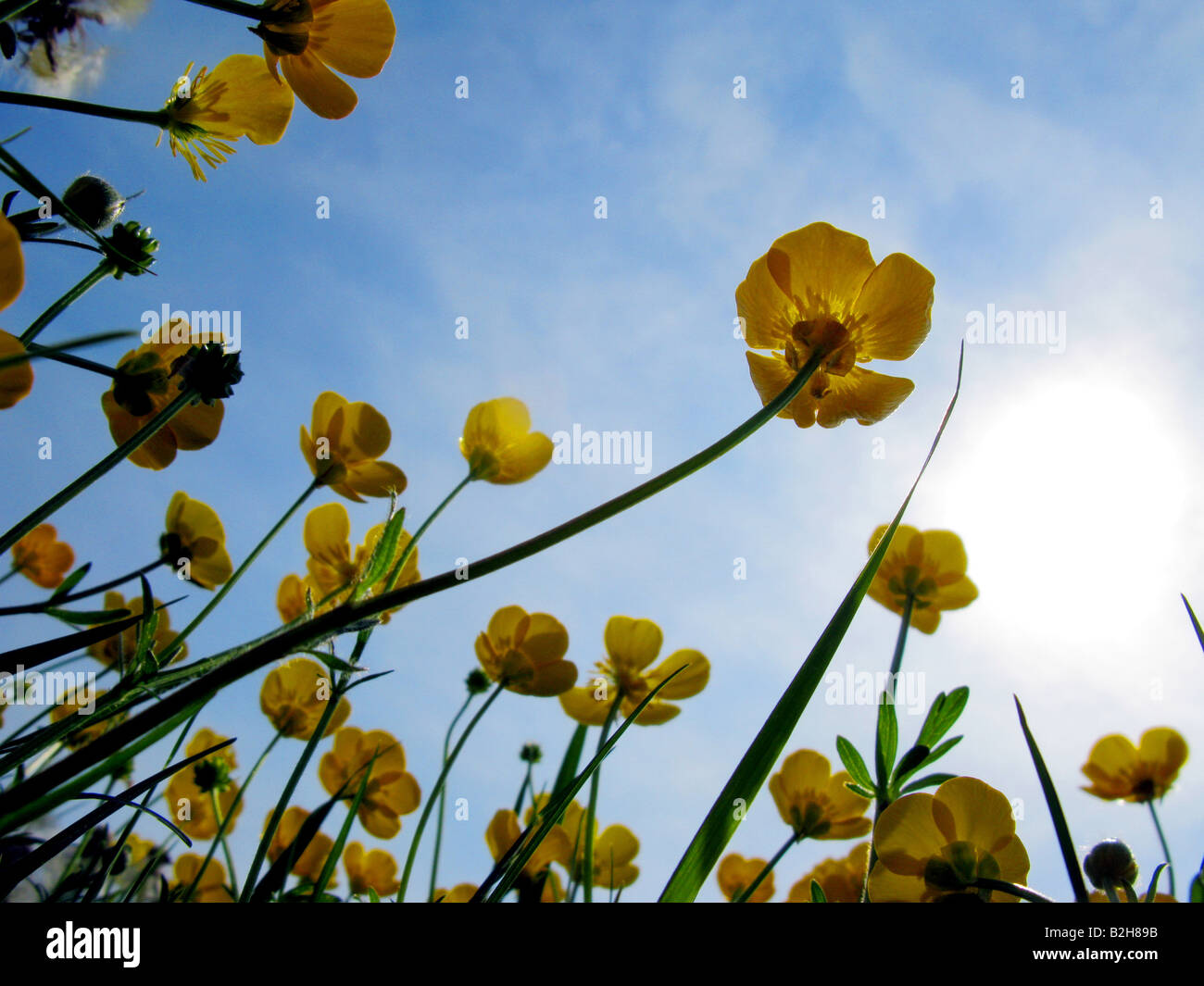 Buttercups uk hi-res stock photography and images - Alamy