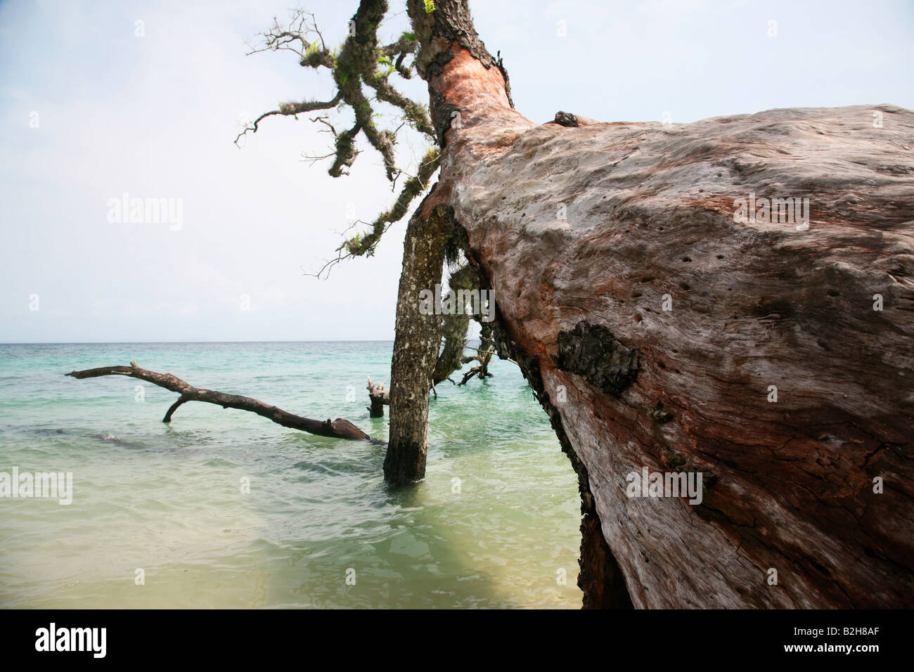 Fallen tree in havelock island,India Stock Photo - Alamy