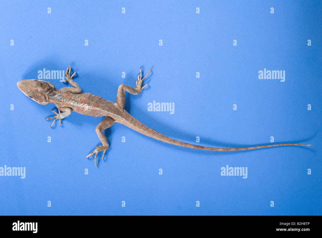 Animal Chameleon lizard close up Stock Photo - Alamy