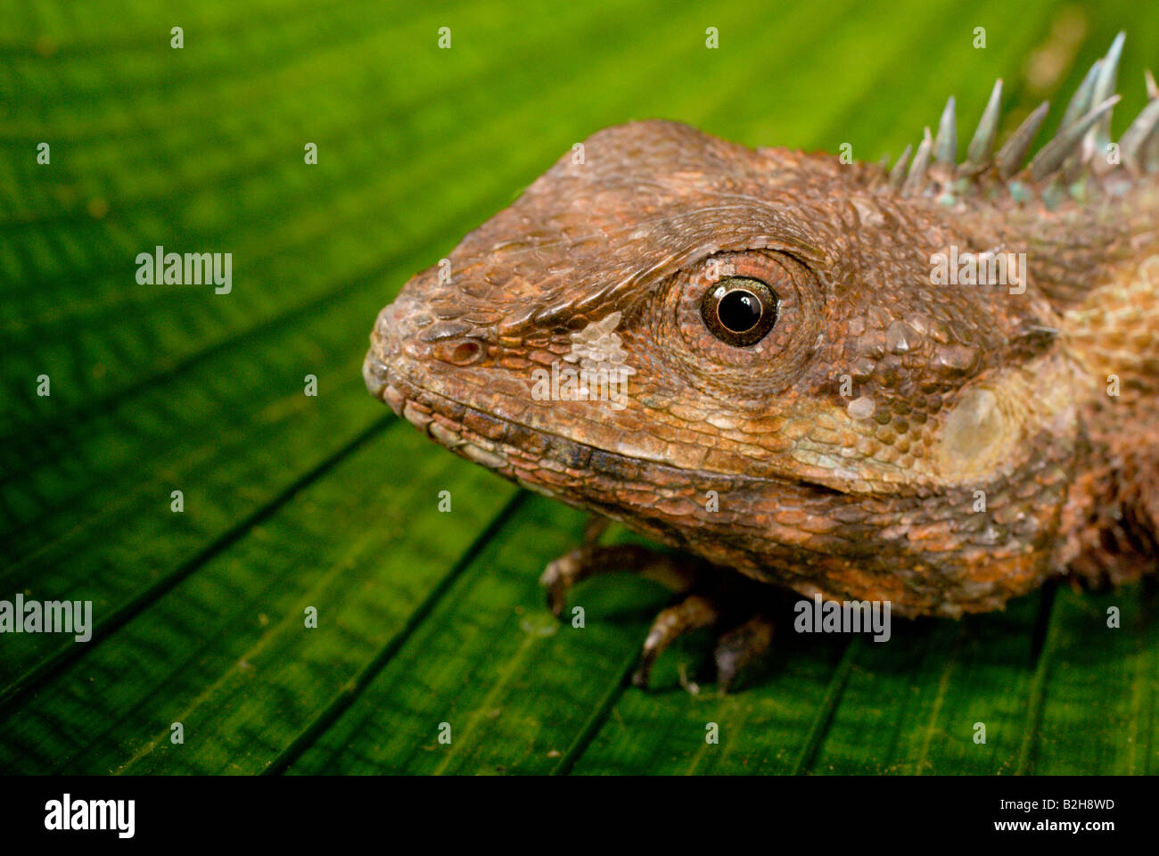 Animal Chameleon lizard close up Stock Photo - Alamy