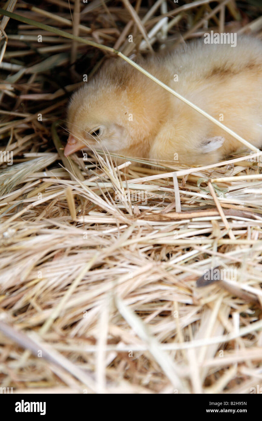 one small hen chick on straw bed in farm yard Stock Photo - Alamy